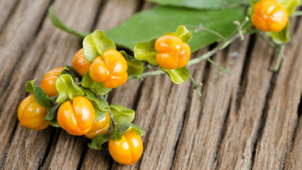 What is Qualia Mind?