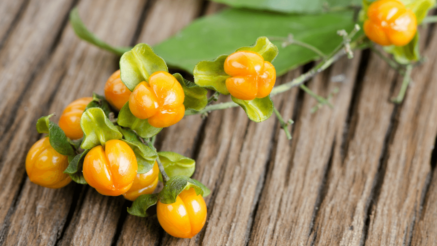 What is Qualia Mind?