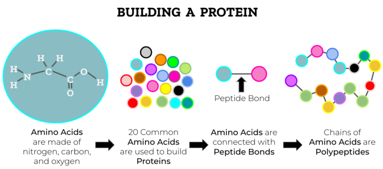 Ben's Peptide Stack for Recovery, Explosive Gains, & Ageless Vitality